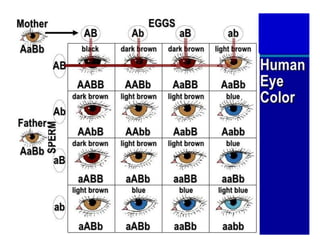 Patterns of inheritance non mendelian inheritance | PPTX