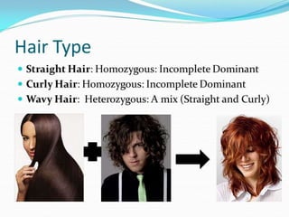 Incomplete Dominance In Humans