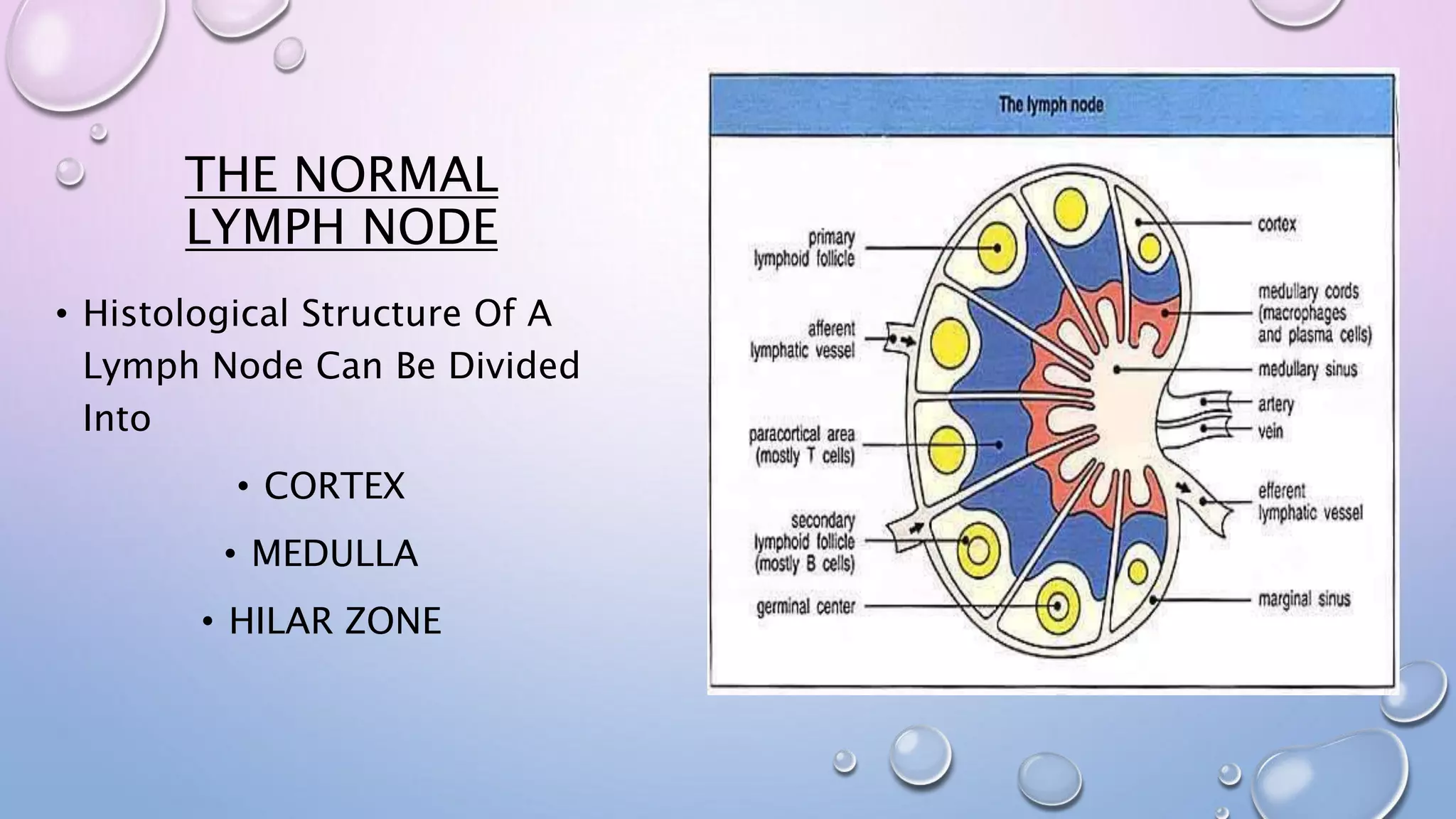 Patterns of lymph node hyperplasia | PPTX