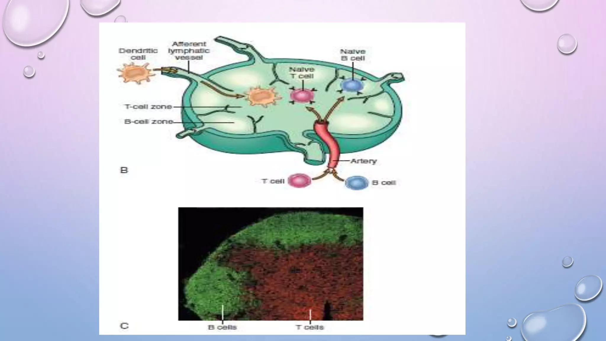 Patterns of lymph node hyperplasia | PPTX