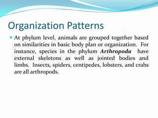 Patterns of organization | PPTX