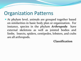 Patterns of organization | PPTX