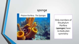 Patterns of orgnization in animals | PPTX