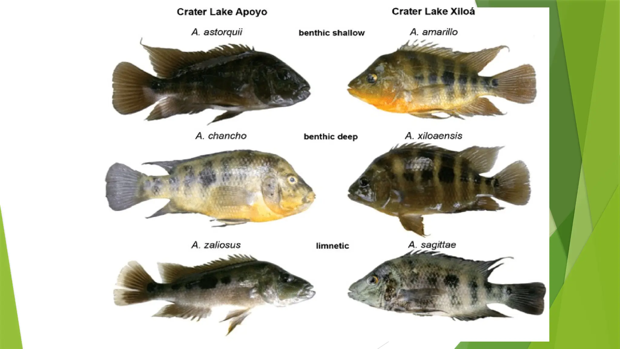 PATTERNS WITH DESCENT MODIFICATION e.pptx