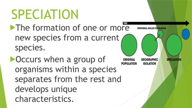 PATTERNS WITH DESCENT MODIFICATION e.pptx