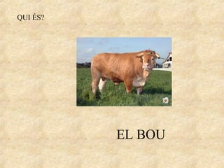 Patufet | PPT