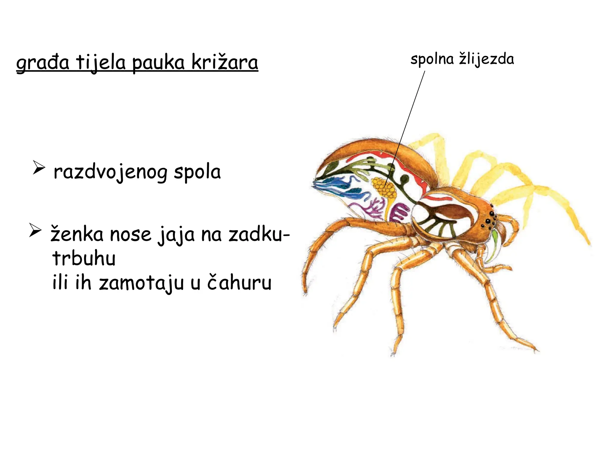 pauci i stonoge, zglavkari građa i razviće.pptx