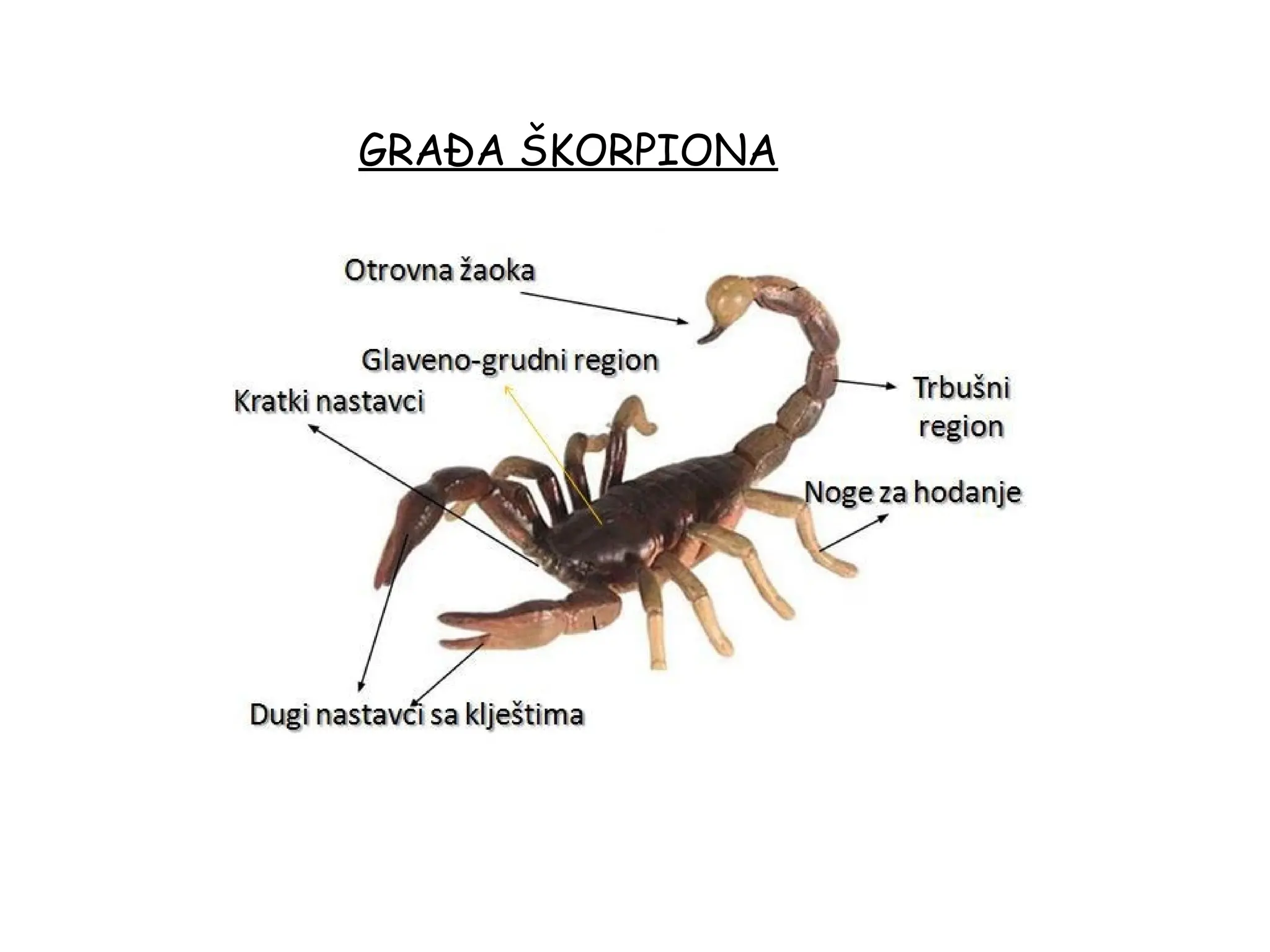 pauci i stonoge, zglavkari građa i razviće.pptx