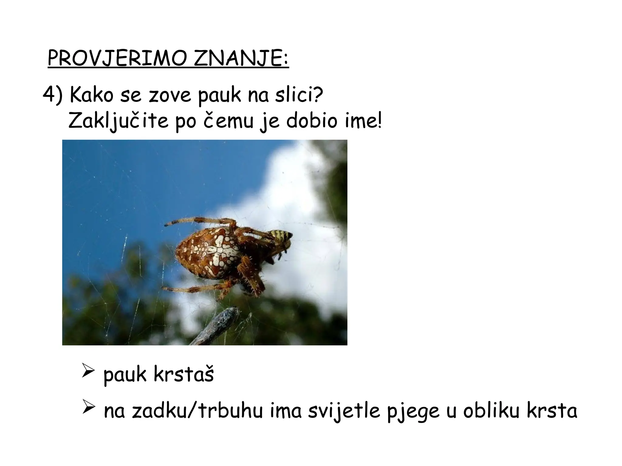 pauci i stonoge, zglavkari građa i razviće.pptx