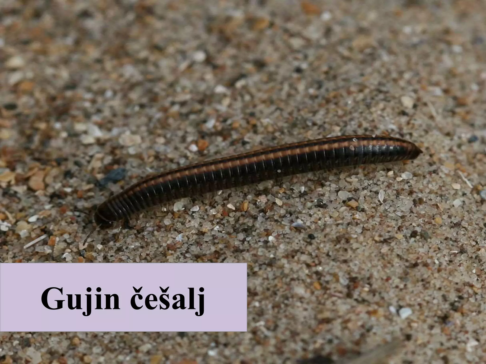 Pauci, škorpije, krpelji, stonoge, rakovi-uporedni pregled | PPTX