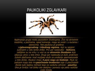 Paukoliki zglavkari | PDF