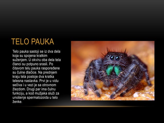 Paukoliki zglavkari | PDF