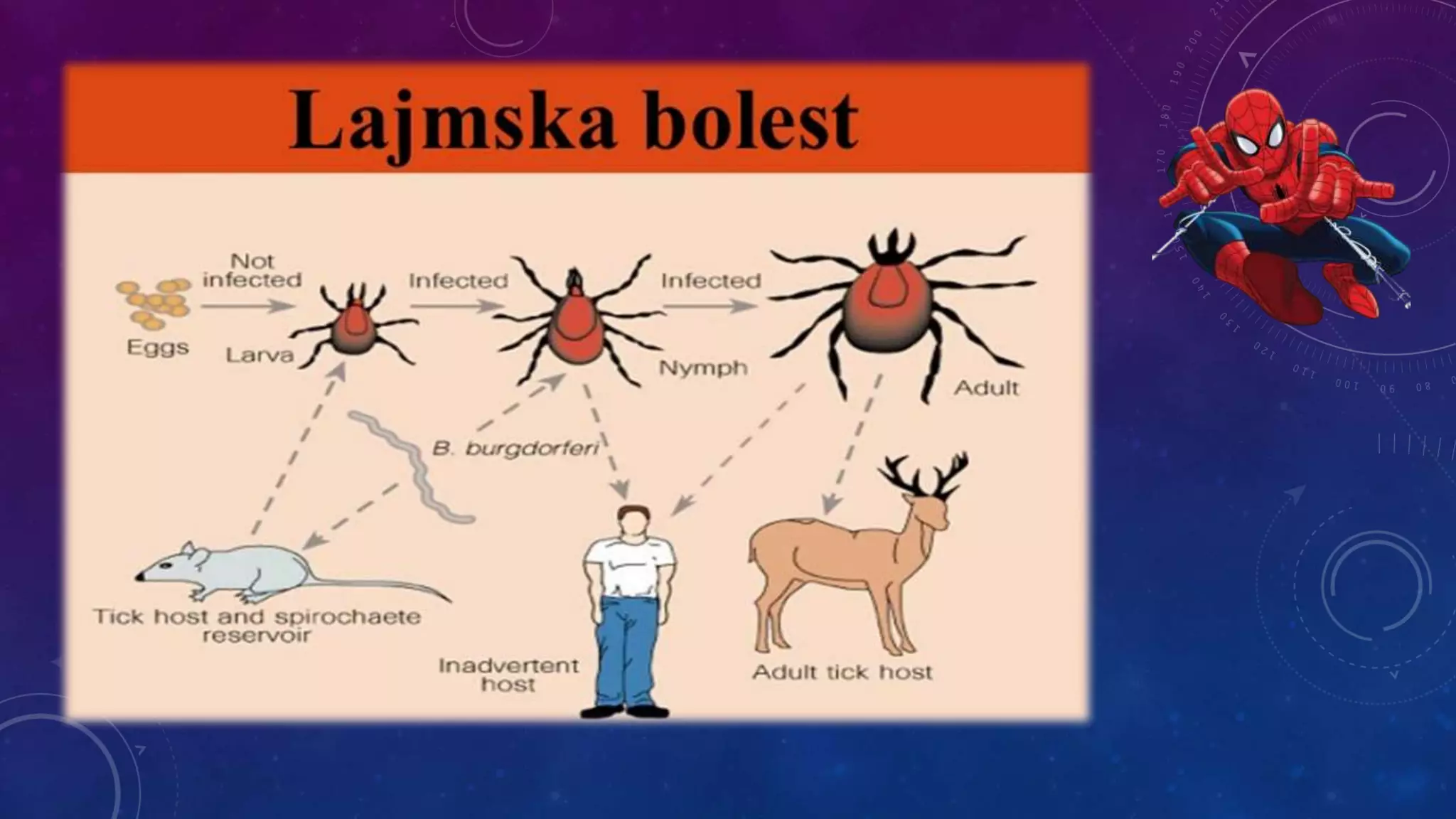 Paukoliki zglavkari | PPTX