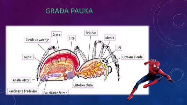 Paukoliki zglavkari | PPT