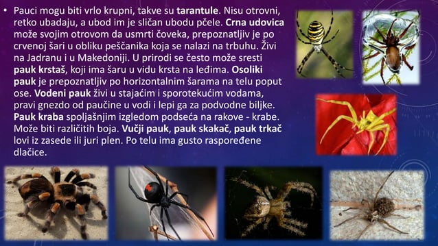 Paukoliki zglavkari | PPT