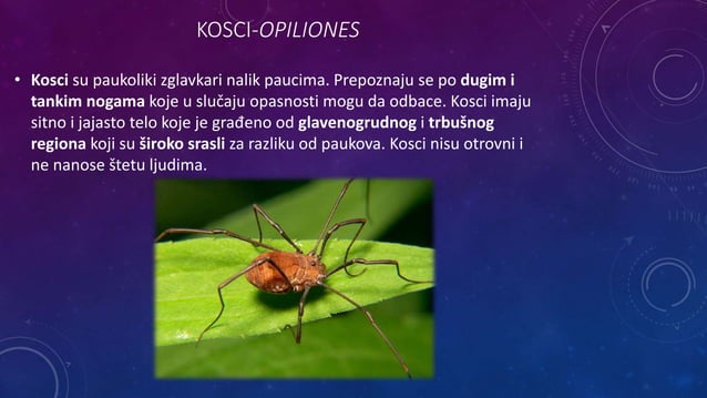 Paukoliki zglavkari | PPT