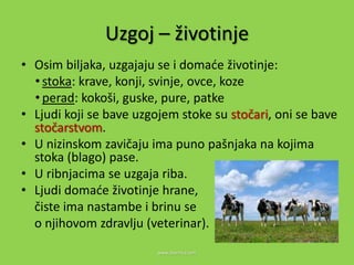 Paukovic nizinski-zavicaj | PPSX