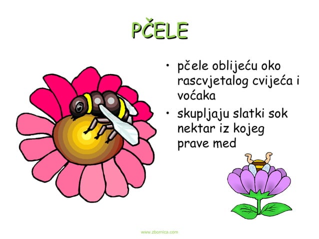 Paukovic proljece | PPS