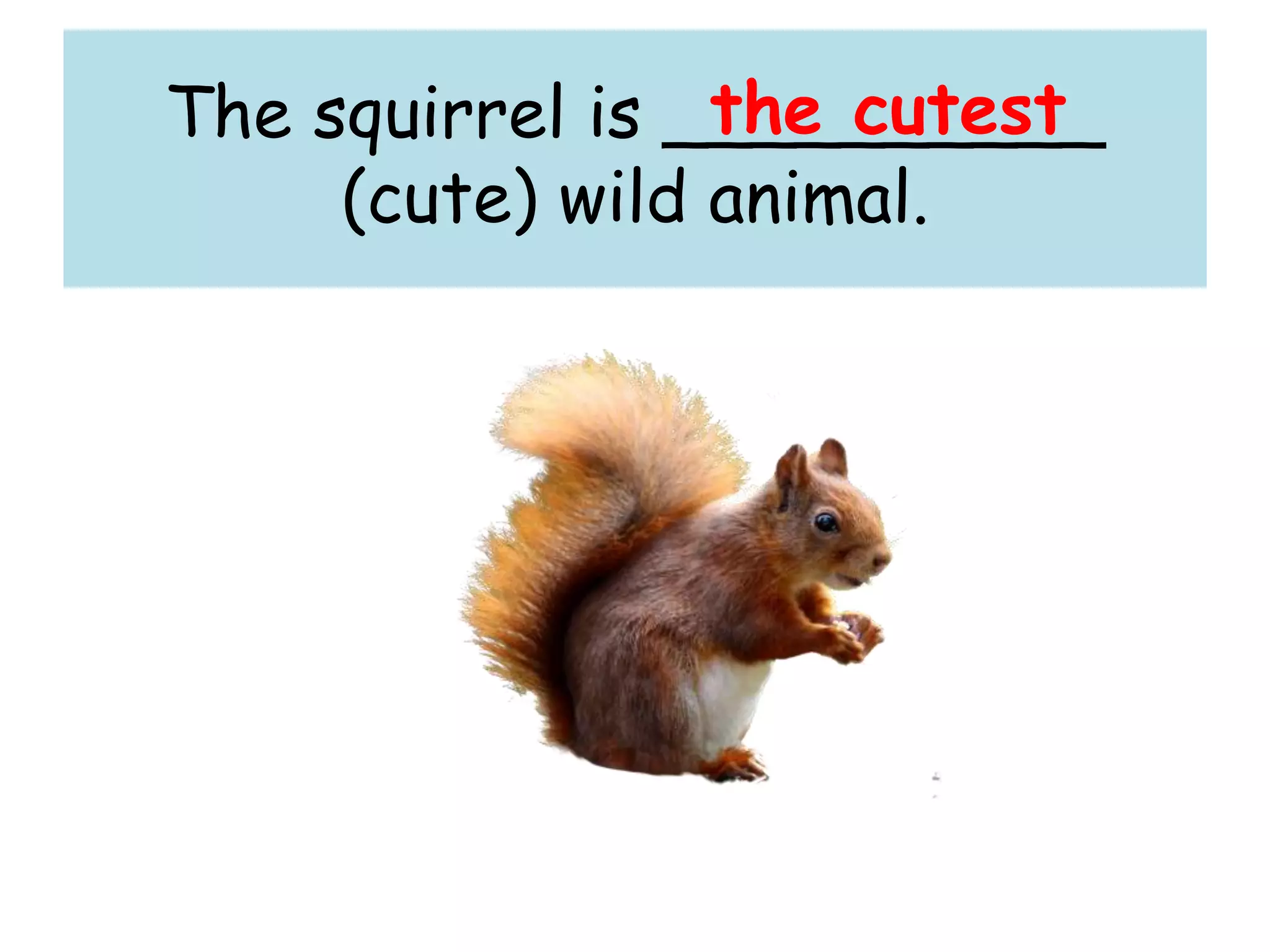 Comparing animals | PPTX