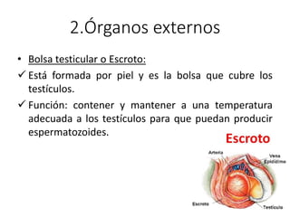 Aparato reproductor masculino | PPTX