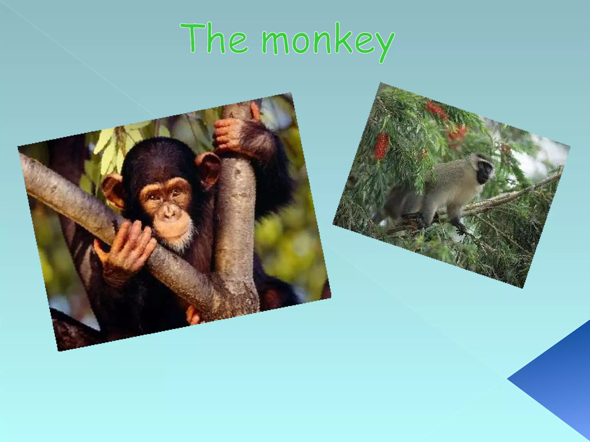 Paula , nada and ahlam | PPT