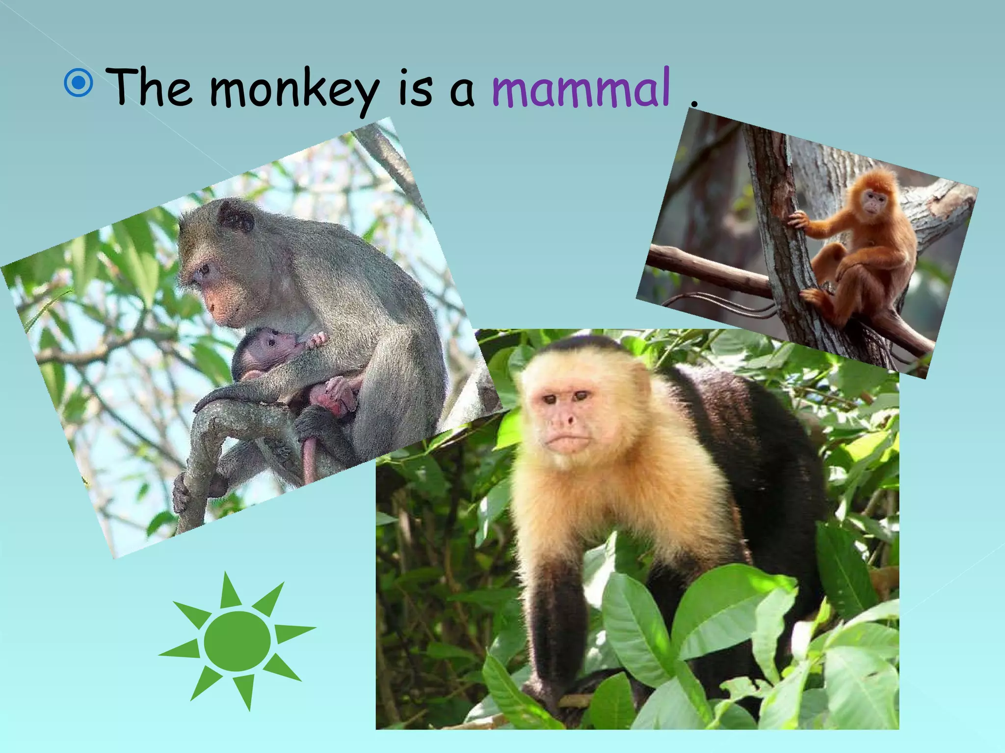 Paula , nada and ahlam | PPT