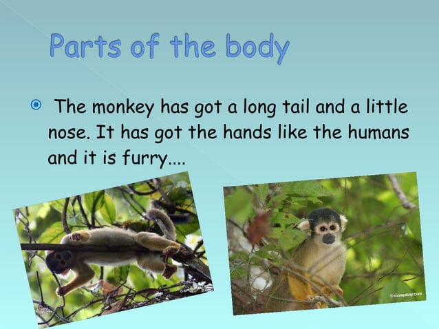 Paula , nada and ahlam | PPT