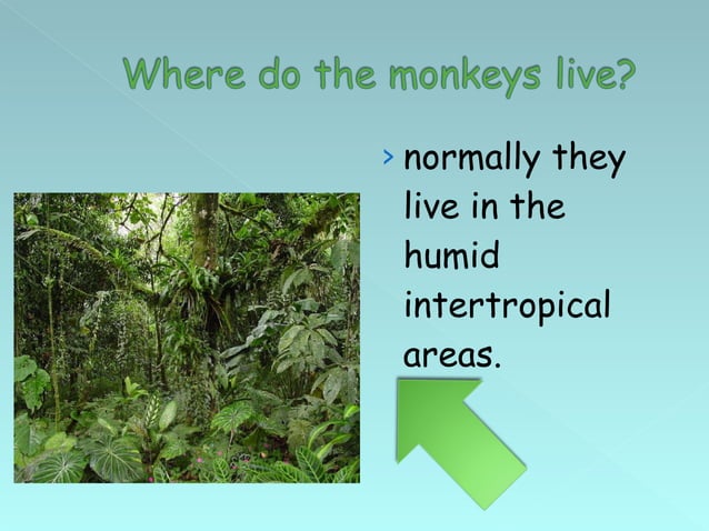 Paula , nada and ahlam | PPT