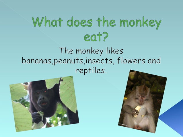 Paula , nada and ahlam | PPT