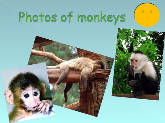 Paula , nada and ahlam | PPT