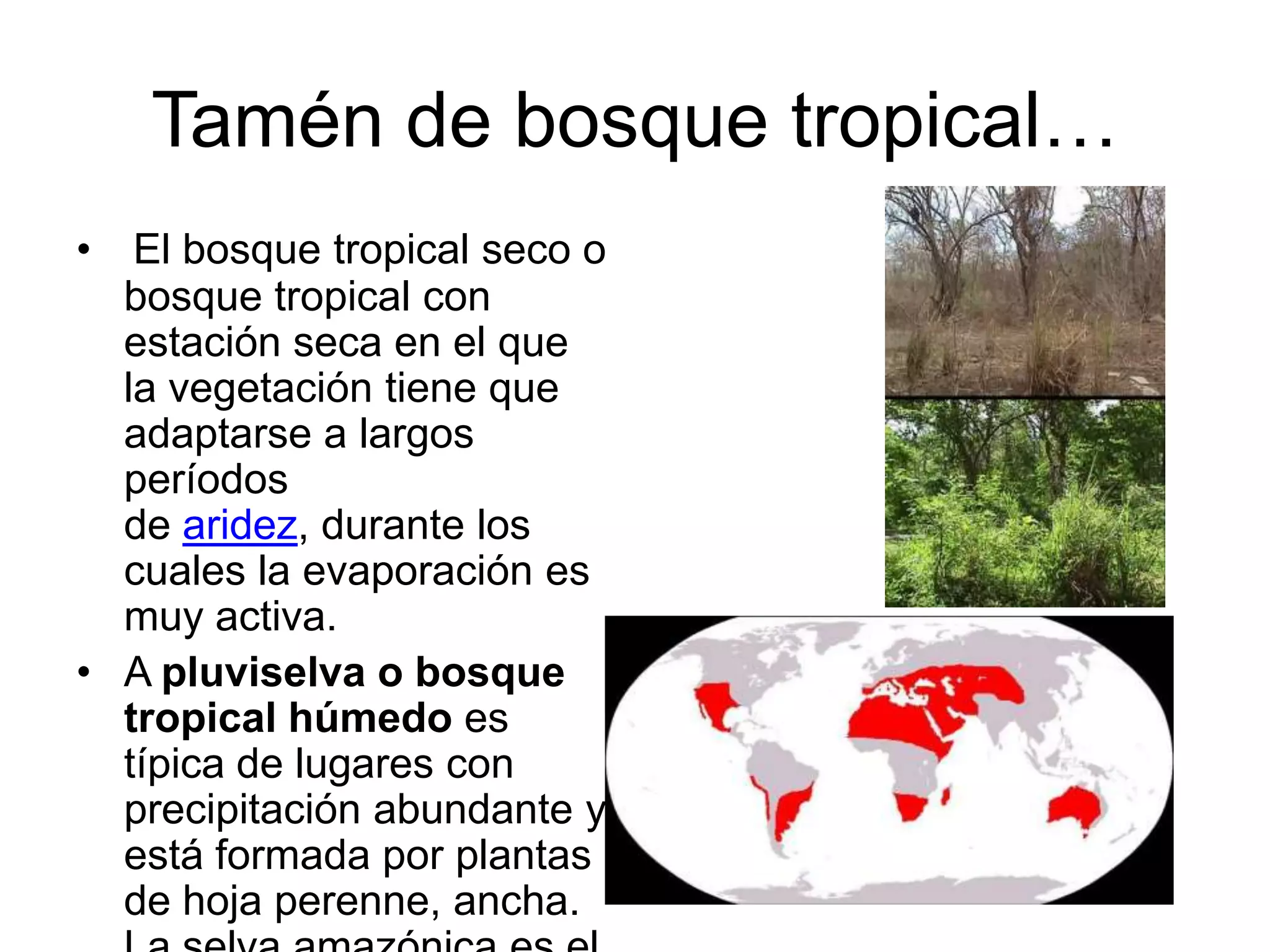 Tipos de bosques | PPT