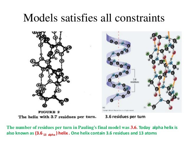 Protein structure by Pauling & corey
