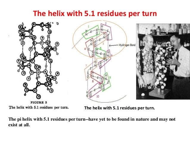 Protein structure by Pauling & corey