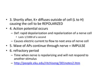 P&a unit 4 nervous system | PPT