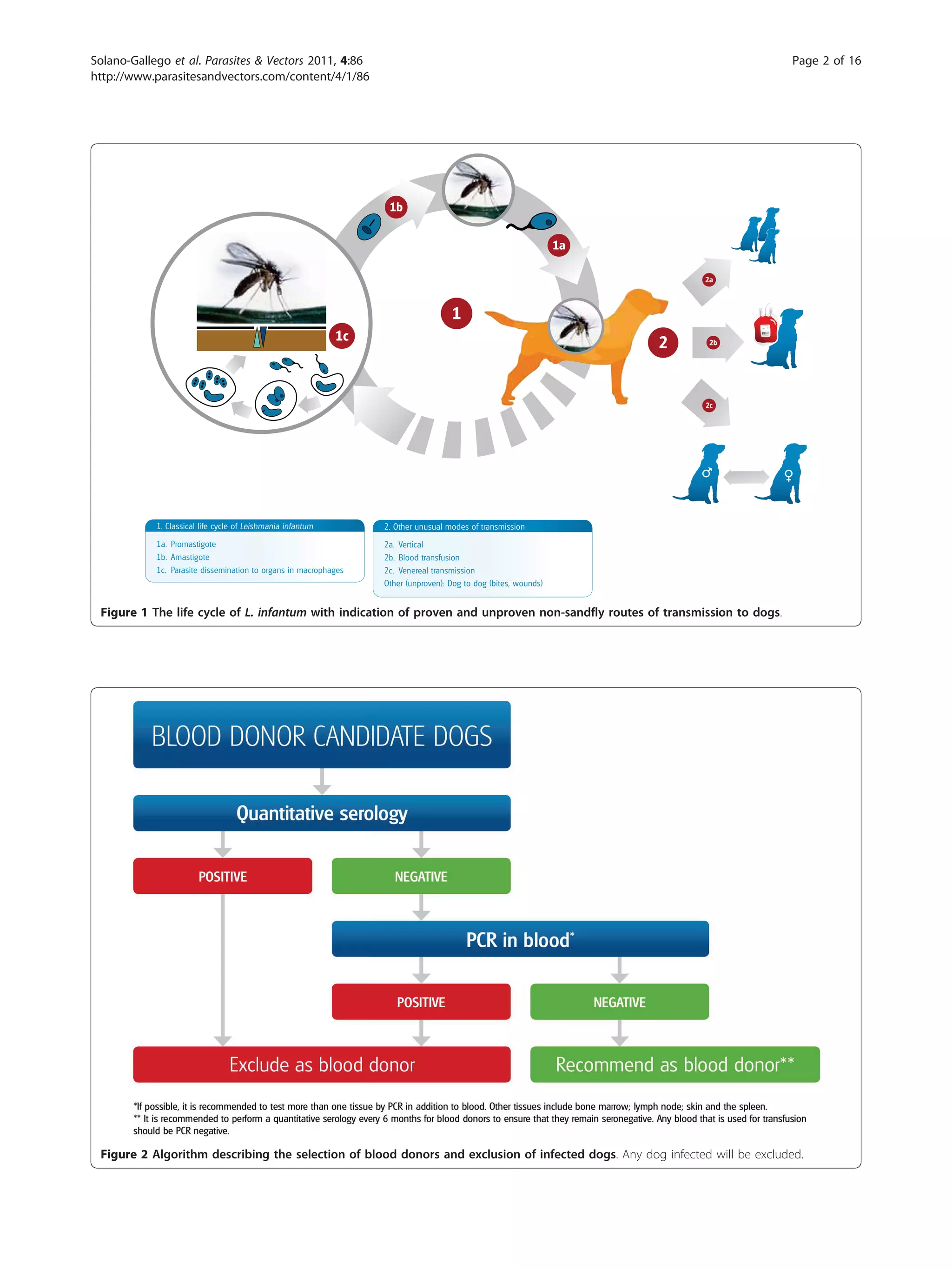 Pautas leihsmaniosis grupo leishvet | PDF