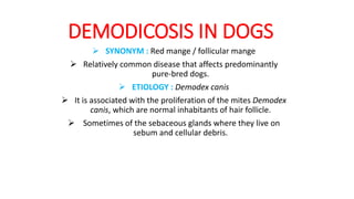 pododemodicosis veterinary general medicine | PPT
