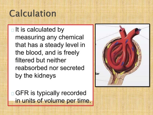 Mesurement of GFR and creatinine clearence | PPTX | Blood Disorders | Diseases and Conditions