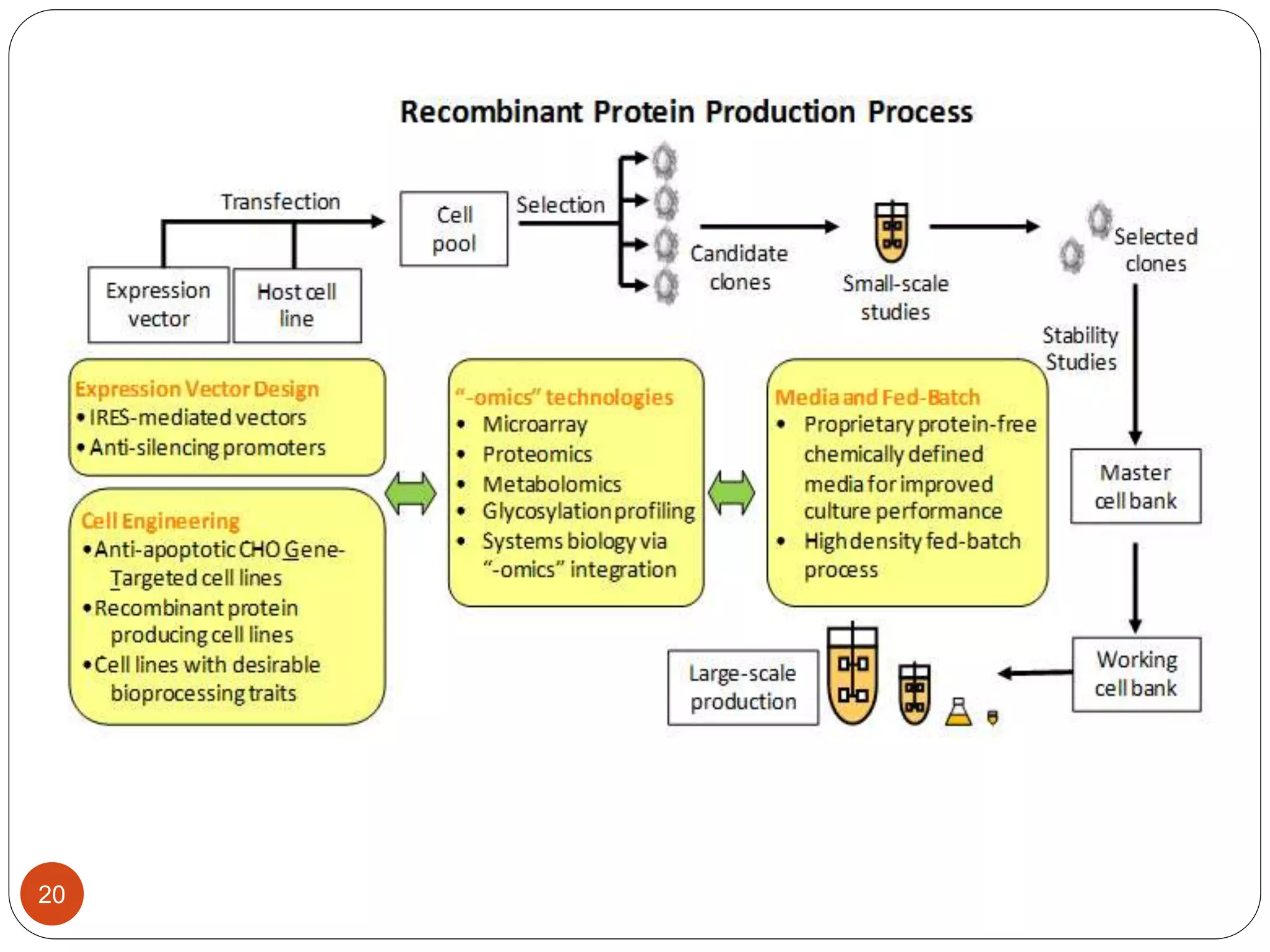 Pavithra- ABT therapeuic proteins | PPTX