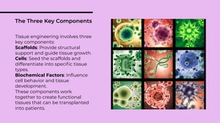 pavithira.m 20tj0034 tissue engineering ppt 1.pdf