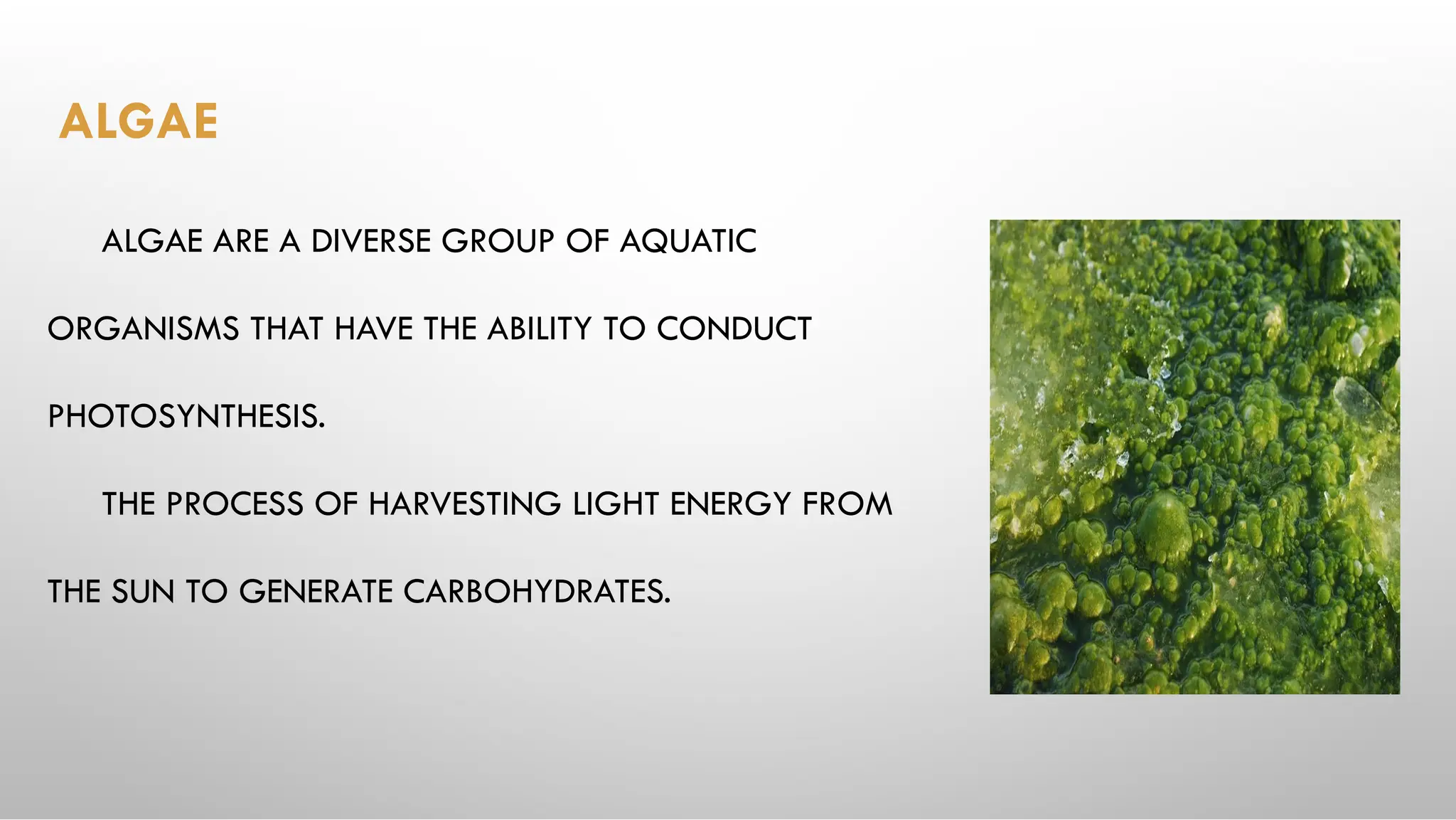 GENERAL MICROBIOLOGY AND MICROBIOAL DIVERSITY- ALGAE | PPT