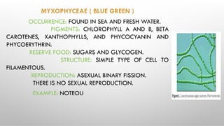 GENERAL MICROBIOLOGY AND MICROBIOAL DIVERSITY- ALGAE | PPT