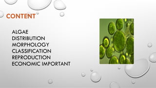 GENERAL MICROBIOLOGY AND MICROBIOAL DIVERSITY- ALGAE | PPT