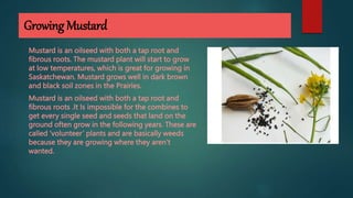 Mustard and oil | PPTX