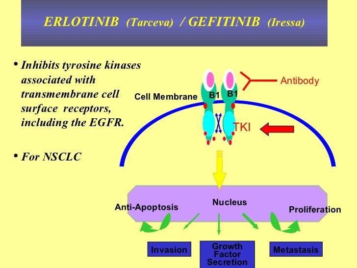Plavix Mechanism Of Action Diagram