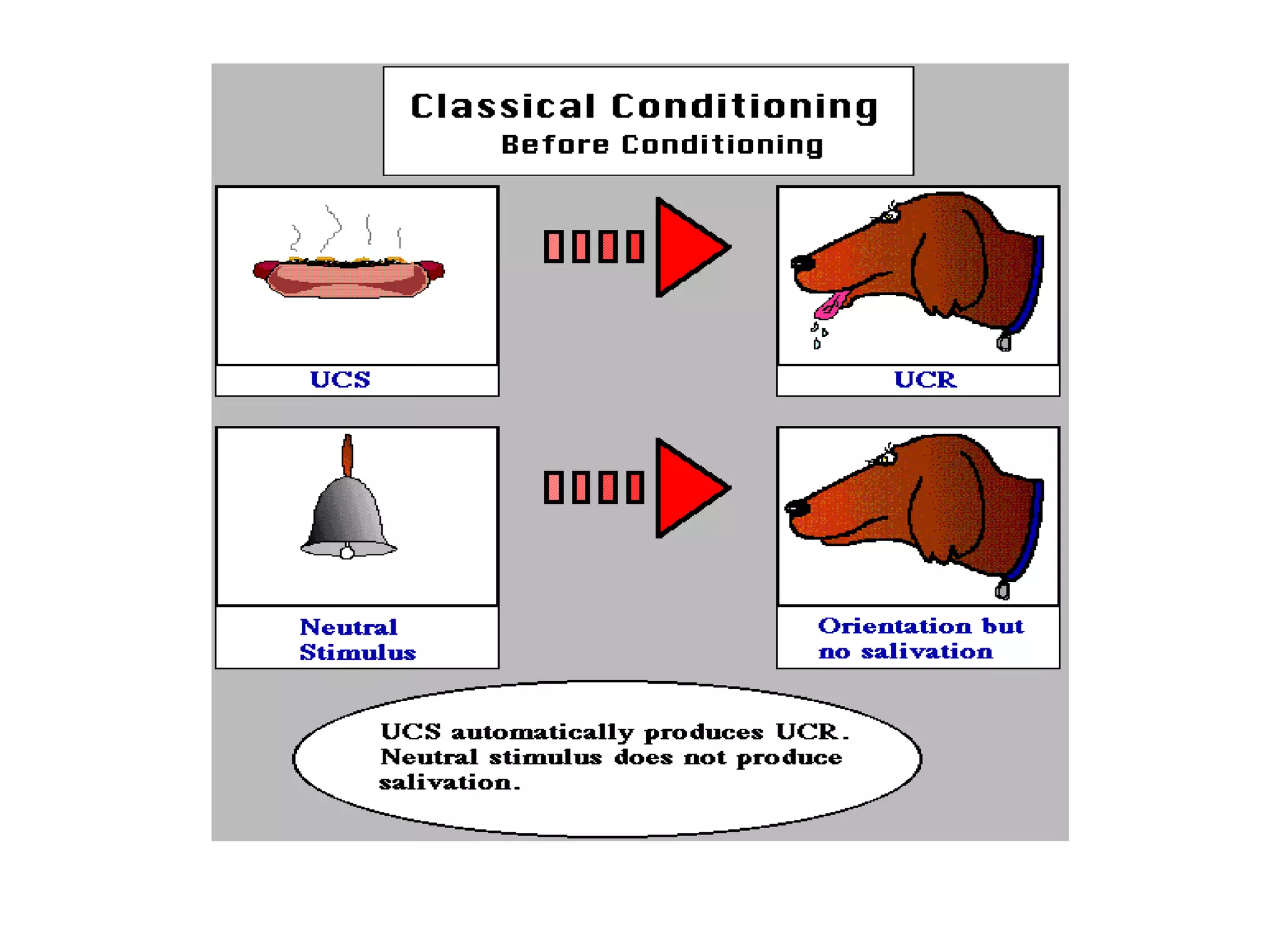 Pavlov Classical Conditioning.pdf