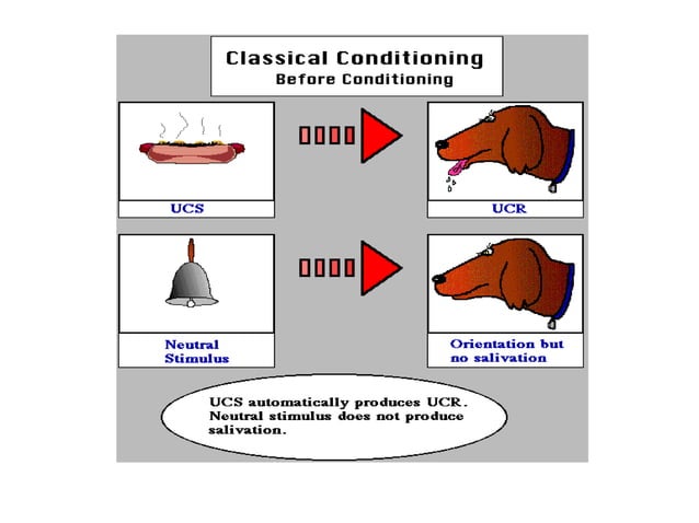 Pavlov Classical Conditioning.pdf