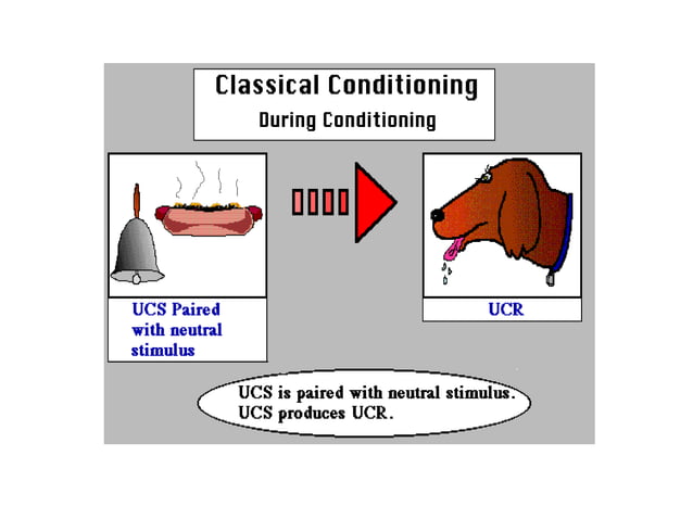 Pavlov Classical Conditioning.pdf