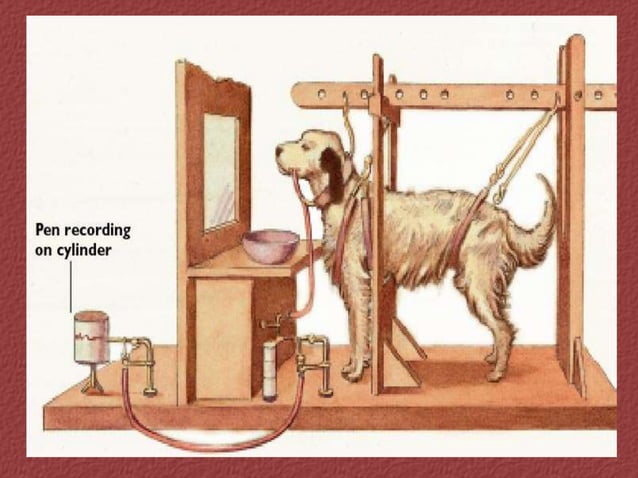 Pavlov Classical Conditioning.pdf
