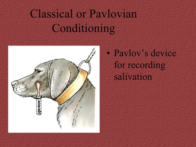 Pavlov Classical Conditioning.pdf