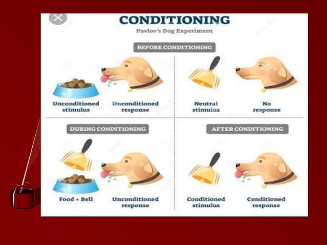 PAVLOV’S CLASSICAL CONDITIONING .pptx